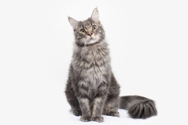 5 Tabby Cat Breeds - Patterns & Markings (With Info & Pictures ...