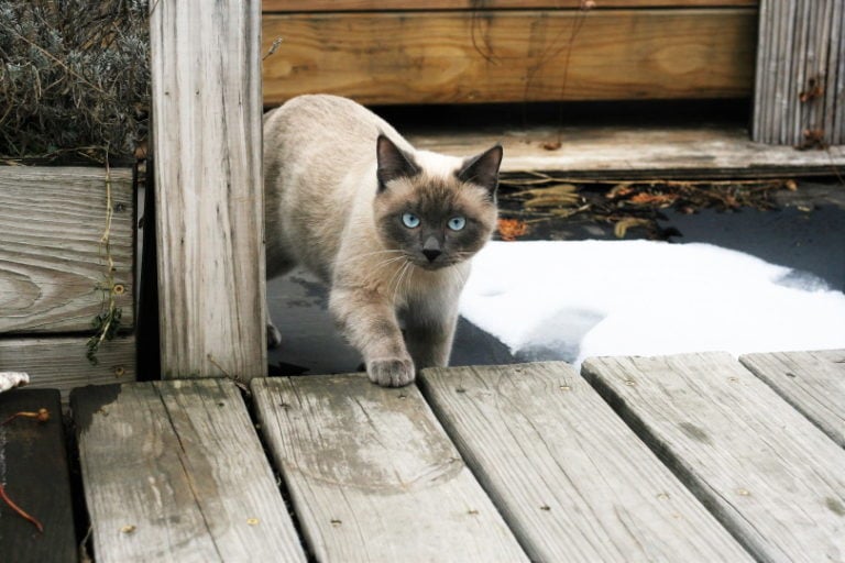 Tortie Point Siamese: Info, Pictures, Origin & History | Hepper Pet ...