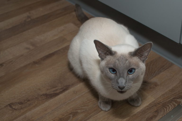 How Much Does a Siamese Cat Cost? Price Guide 2025 | Hepper Pet Resources