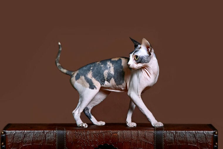 12 Surprising Sphynx Cat Facts | Hepper Pet Resources
