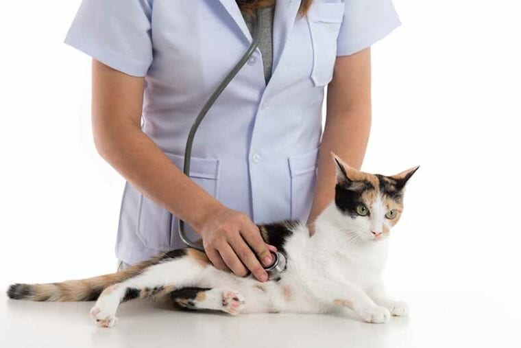 Intestinal Blockage in Cats: Vet-Reviewed Signs, Causes & Treatment ...