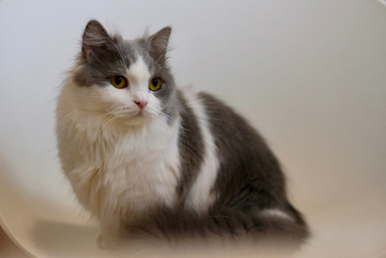 8 Munchkin Cat Breeds & Colors (With Info & Pictures) | Hepper Pet ...