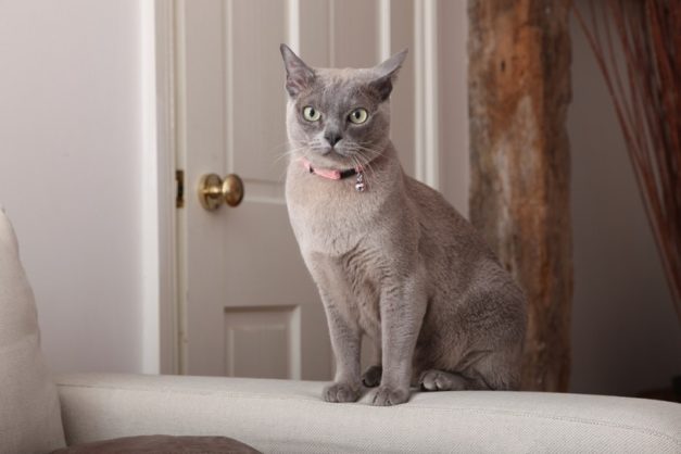 6 Abyssinian Cat Colors & Patterns (With Info & Pictures) | Hepper Pet ...