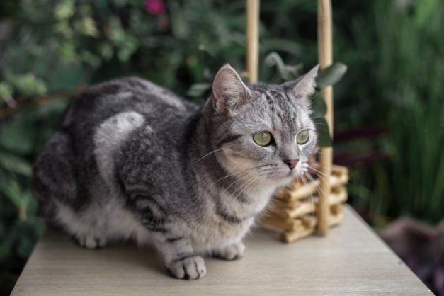 18 American Cat Breeds (With Info & Pictures) | Hepper Pet Resources