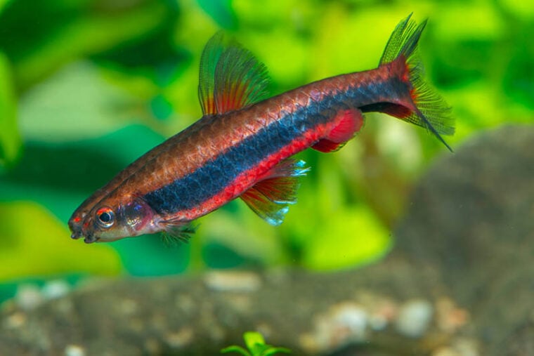 22 Great Fish for a 10-Gallon Tank (With Pictures) | Hepper Pet Resources