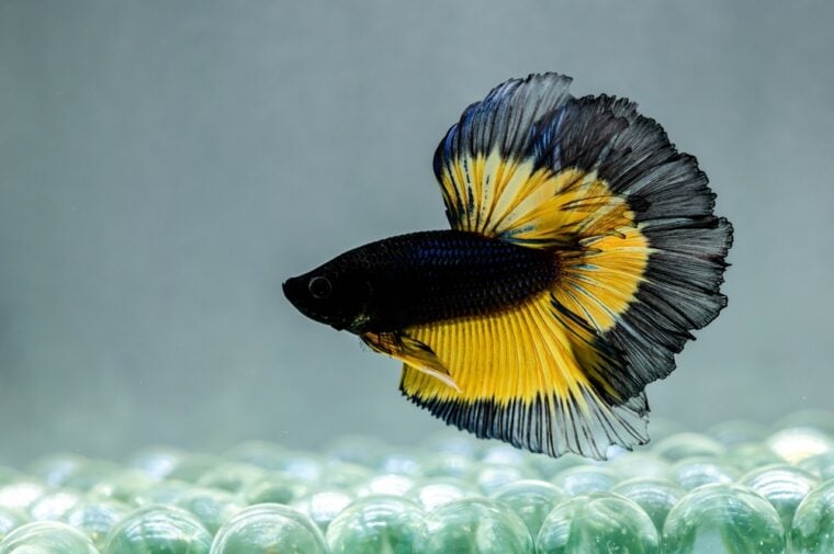Butterfly Betta Fish (Delta Tail): Care Guide, Pictures, Lifespan ...