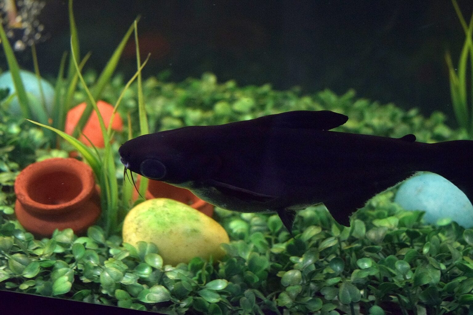 23 Most Expensive Aquarium Fish in the World (With Pictures) | Hepper ...