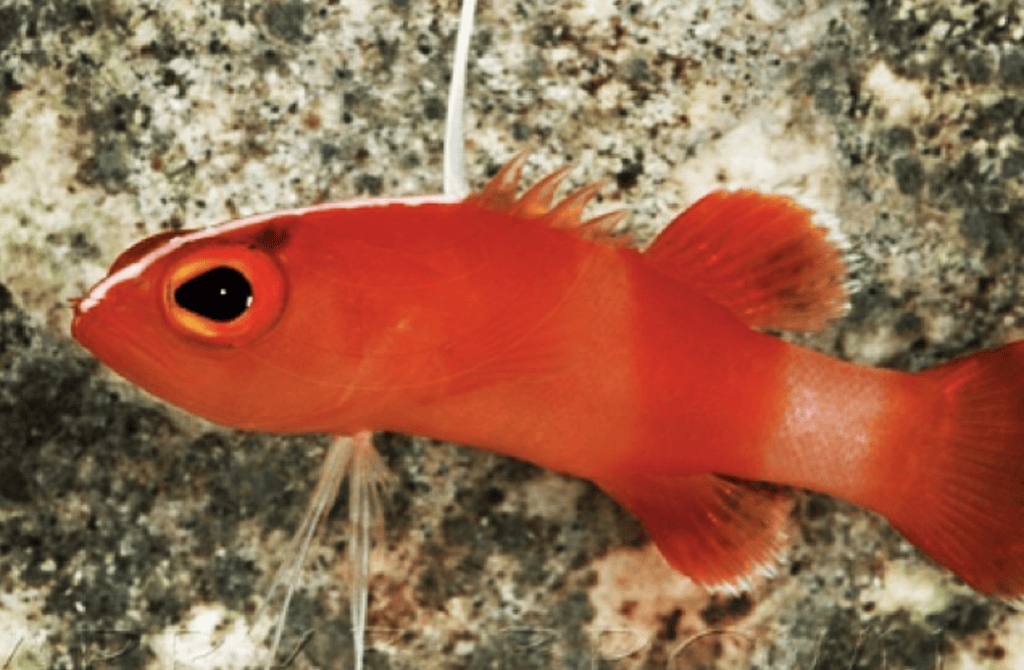 23 Most Expensive Aquarium Fish in the World (With Pictures) | Hepper ...