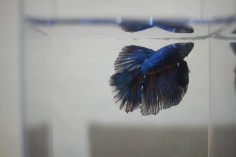 Blue Betta Fish: Care Guide, Pictures, Lifespan & More | Hepper Pet ...