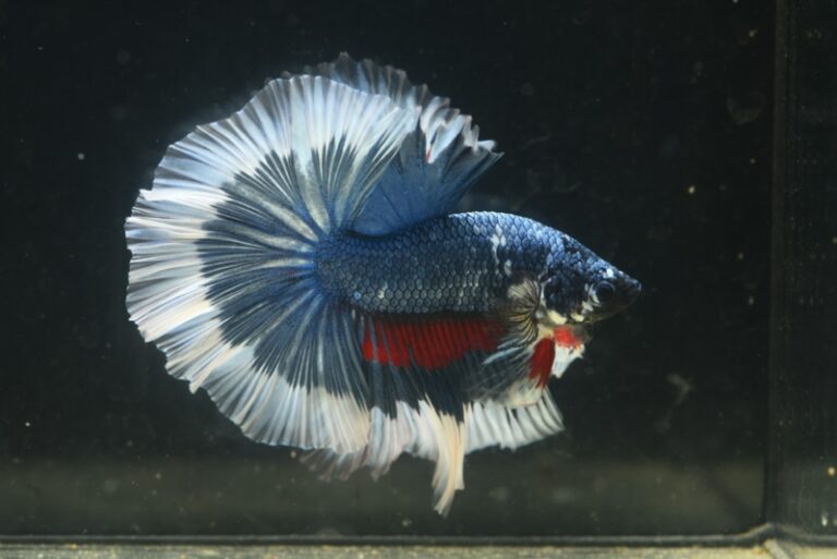 Butterfly Betta Fish (Delta Tail): Care Guide, Pictures, Lifespan ...