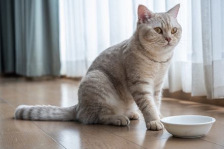 6 Types of British Shorthair Cat Colors (With Info & Pictures) | Hepper ...