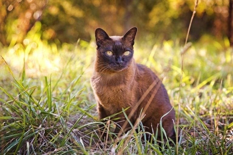 Burmese Cat Breed: Info, Pictures, Care, Traits & Facts | Hepper Pet ...