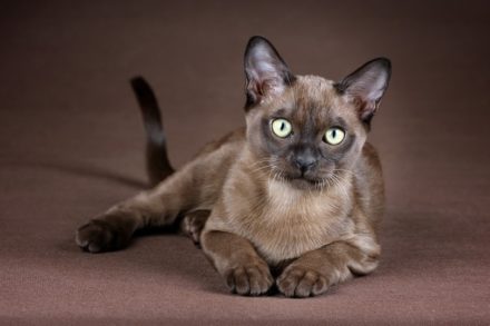 13 Low-Maintenance Cat Breeds (With Info & Pictures) | Hepper Pet Resources