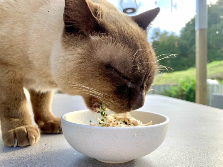 225+ Food Names For Cats: Ideas For Fresh & Sweet Felines | Hepper Pet ...