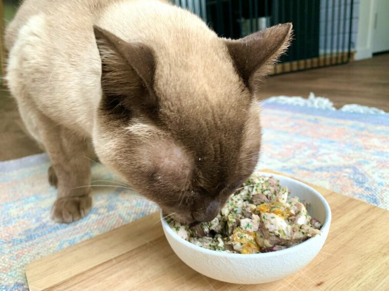 10 Vet-Approved Homemade Cat Food Recipes (Easy & Tasty) | Hepper Pet ...