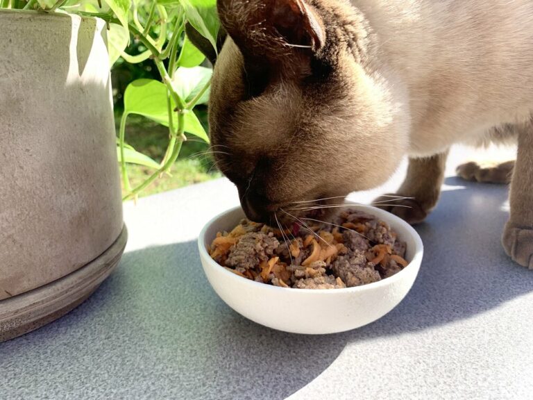 Can Cats Eat Raisins? Vet-Approved Facts & FAQ | Hepper Pet Resources