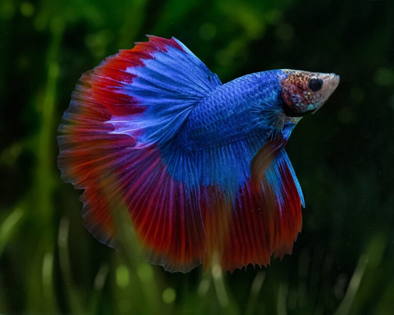 Butterfly Betta Fish (Delta Tail): Care Guide, Pictures, Lifespan ...
