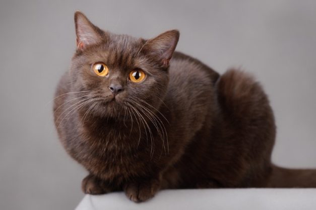 9 Brown Cat Breeds (With Info & Pictures) | Hepper Pet Resources