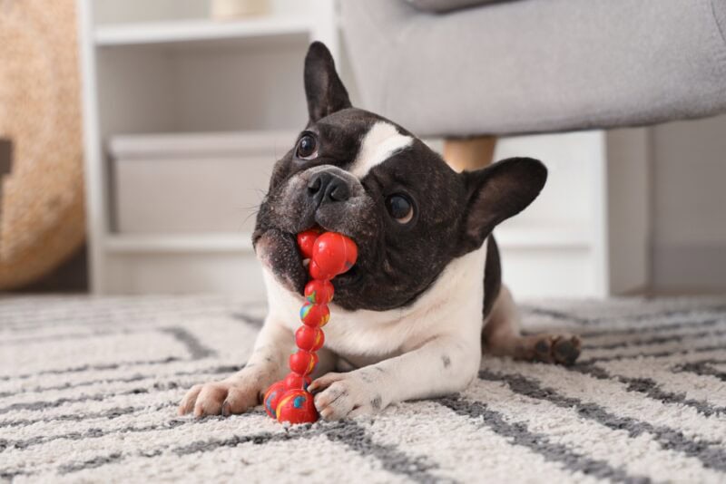French Bulldog Growth & Weight Chart (With Growth Stage Pictures ...