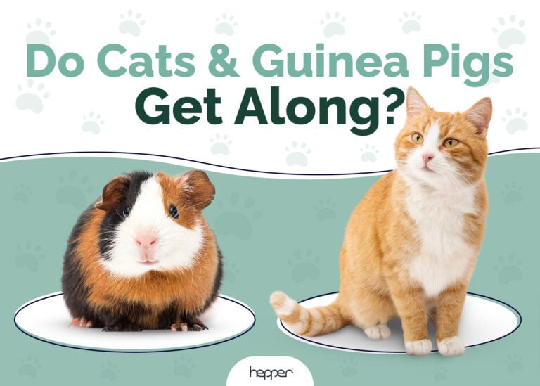 Do Cats & Guinea Pigs Get Along? Socialization Tips & Precautions ...