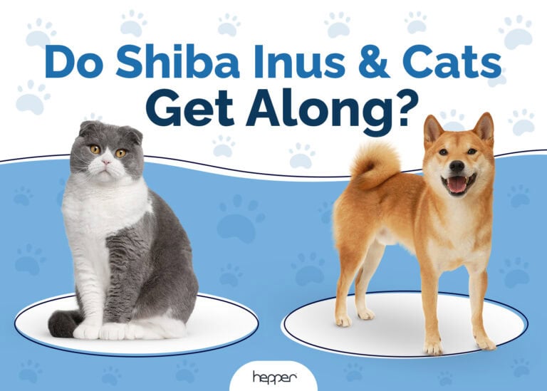 Do Shiba Inus Get Along With Cats? Breed Temperament Exposed | Hepper ...