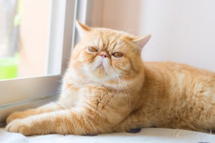 10 Orange Cat Breeds: An Overview (With Info & Pictures) | Hepper Pet ...