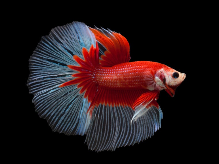 Butterfly Betta Fish (Delta Tail): Care Guide, Pictures, Lifespan ...