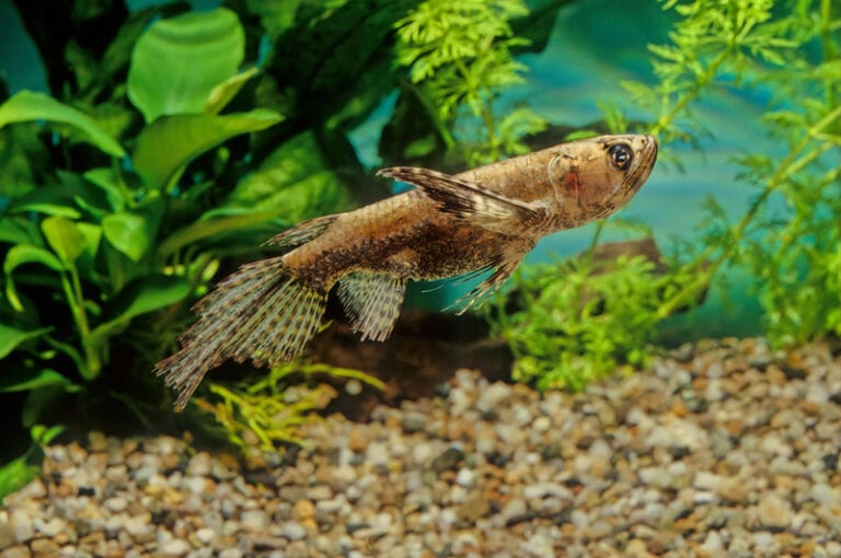 16 Exotic Freshwater Fish to Keep at Home (With Pictures) | Hepper Pet ...