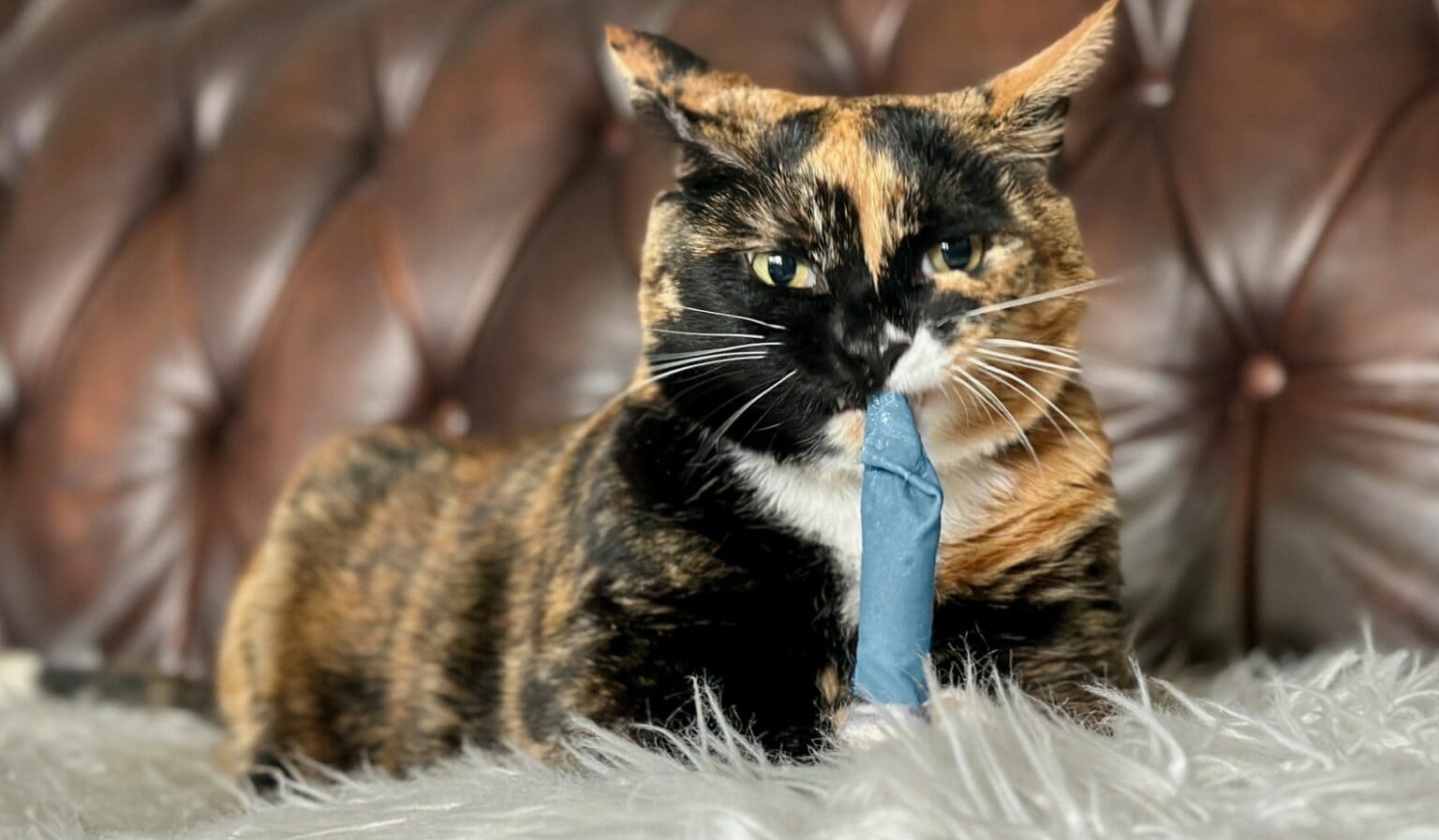 11 Best Kitten Toys - 2026 Reviews & Top Picks | Hepper Pet Resources