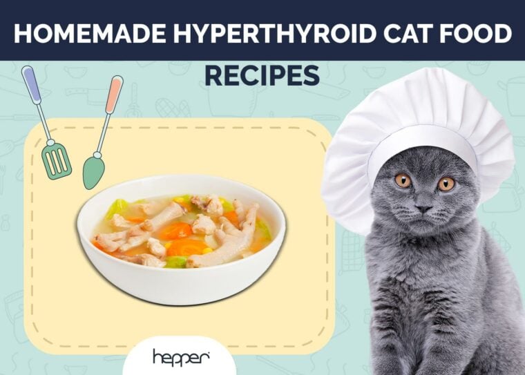 5 Homemade Hyperthyroid Cat Food Recipes (Vet Approved) | Hepper Pet ...