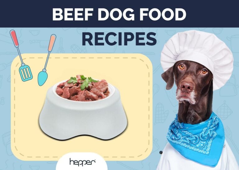 10 Vet-Approved Beef Dog Food Recipes (Homemade Options) | Hepper Pet ...