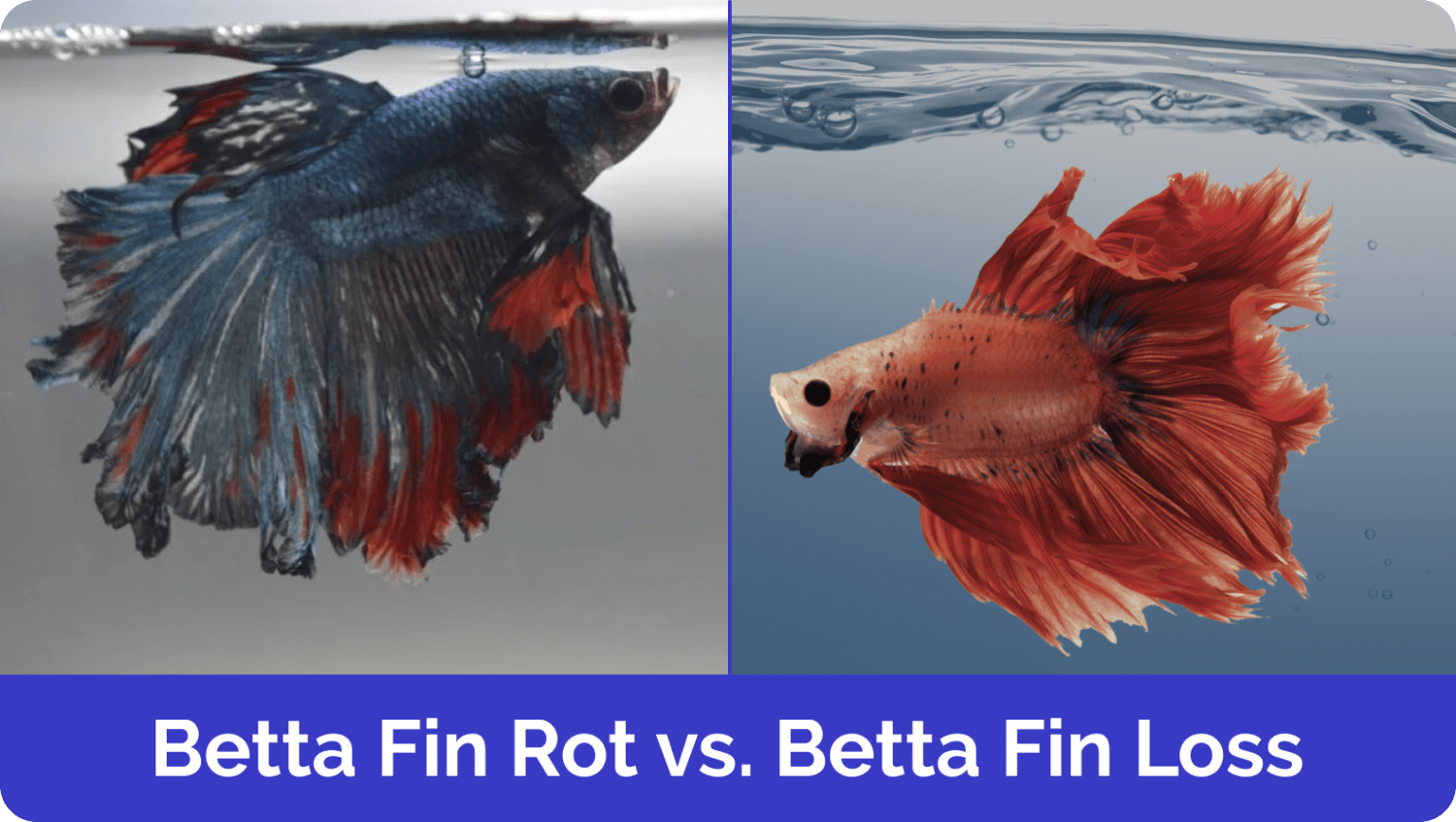 Do Betta Fins Grow Back? Vet-Verified Causes, Care & Prevention Tips ...