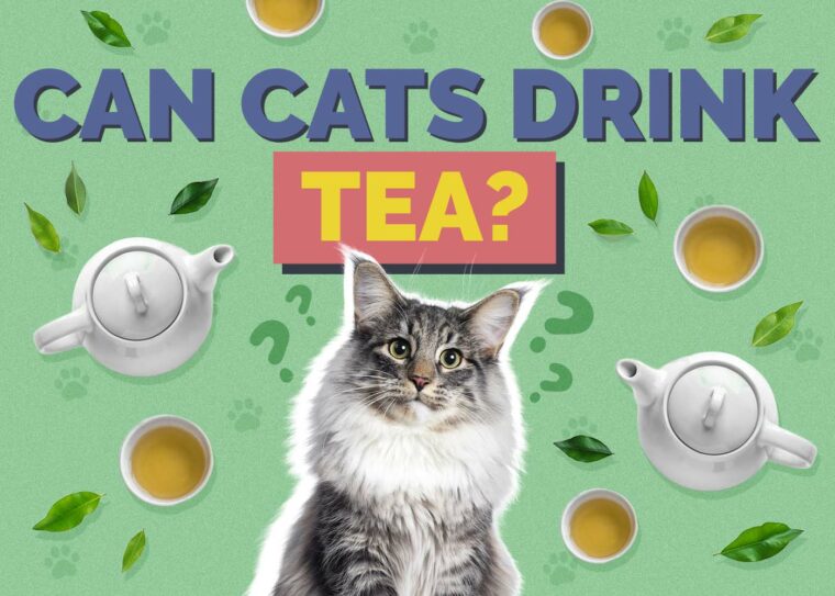 Can Cats Drink Tea? Vet-Approved Facts & Safety Guide | Hepper Pet ...