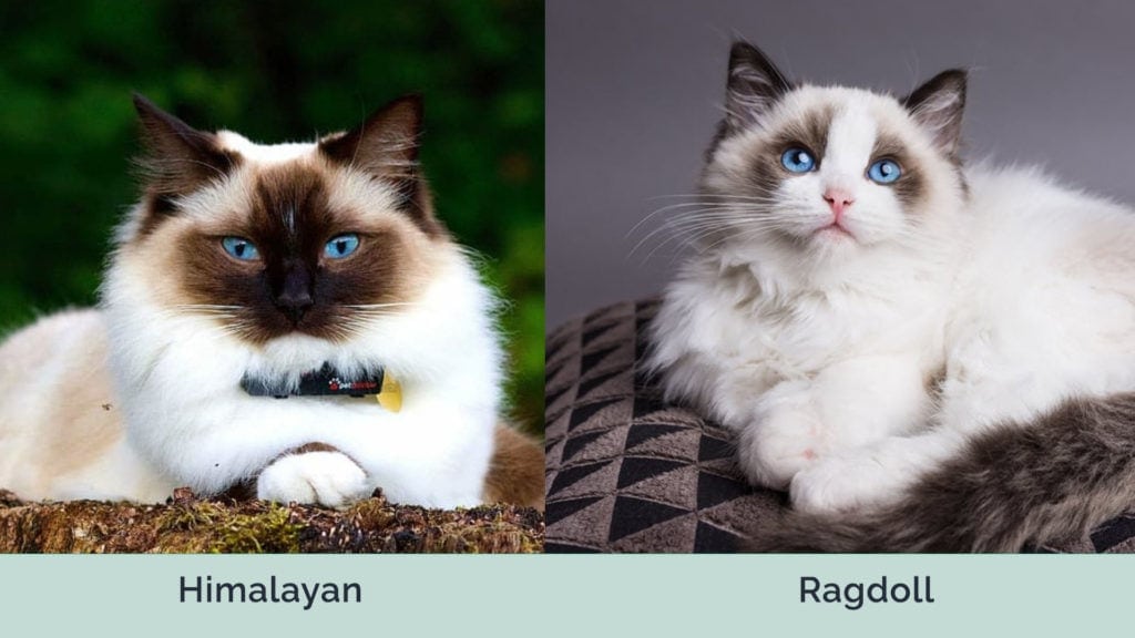 Himalayan vs. Ragdoll Cat: Main Differences (With Pictures) | Hepper ...