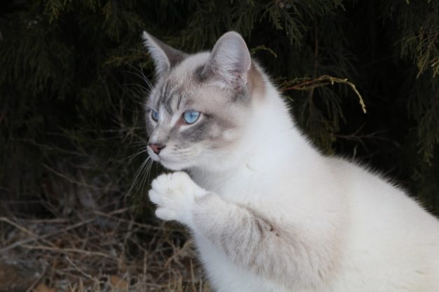 Lilac Point Siamese: Facts, Pictures, Origin & History | Hepper Pet ...