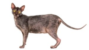 17 Surprising Lykoi (Wolf Cat) Facts: Origin, Appearance, Traits & More ...