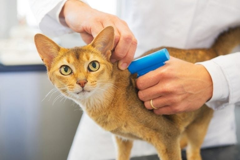 How Much Does It Cost to Microchip a Cat (2025 Price Guide) | Hepper Pet Resources
