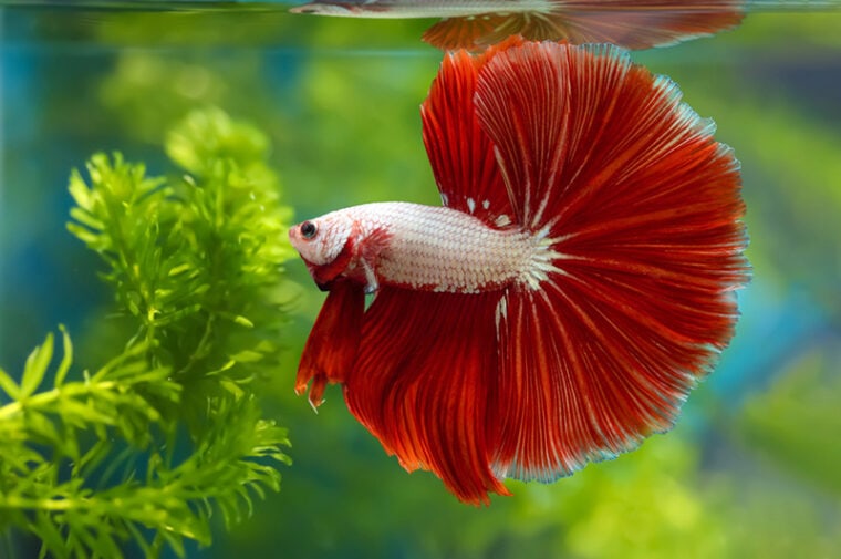 How To Transfer Betta Fish Into a Tank: Our Vet Answers | Hepper Pet ...