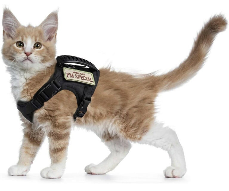 9 Best Escape Proof Cat Harnesses in 2026 - Reviews & Top Picks ...