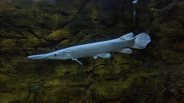 23 Most Expensive Aquarium Fish in the World (With Pictures) | Hepper ...