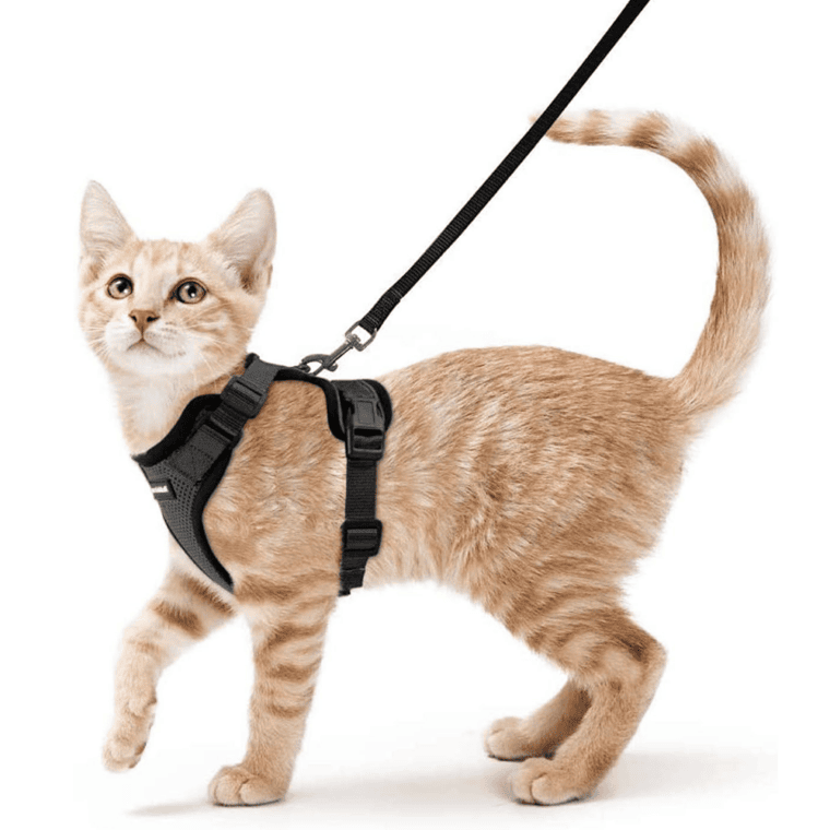 9 Best Escape Proof Cat Harnesses in 2026 - Reviews & Top Picks ...