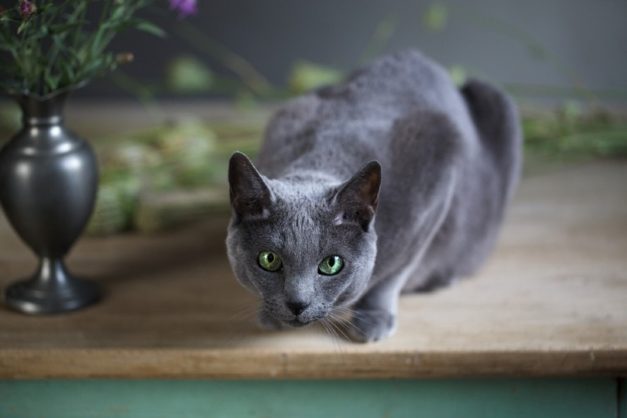 How Much Does a Russian Blue Cat Cost? 2025 Price Guide | Hepper Pet Resources