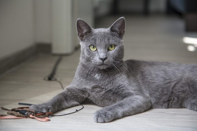 12 Surprising Russian Blue Cat Facts: Origins, Traits & Behaviors ...