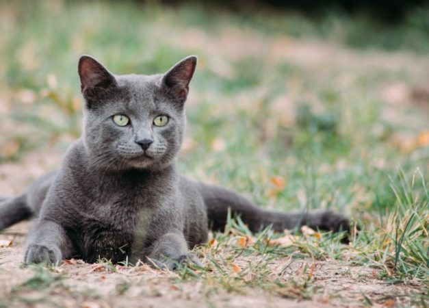Russian Blue Cat: Info, Pictures, Care, Traits & Facts | Hepper Pet ...