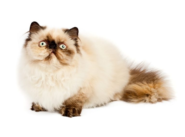 61 Types of Persian Cat Colors (With Info & Pictures) | Hepper Pet ...