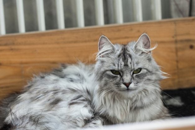 15 Grey Cat Breeds (With Info & Pictures) | Hepper Pet Resources