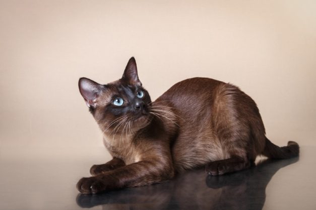 15 Hybrid Cat Breeds (With Info & Pictures) | Hepper Pet Resources