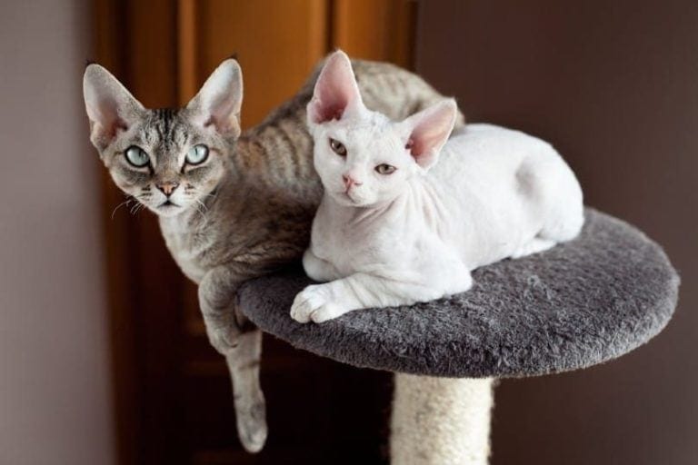 Devon Rex Cat Breed: Info, Pictures, Care, Traits & Facts | Hepper Pet ...
