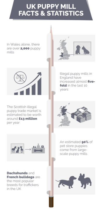 16 Shocking UK Puppy Mill Statistics & Facts (2026 Update) | Hepper Pet ...