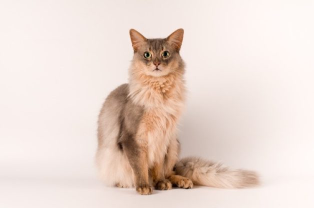 21 Medium-Sized Cat Breeds (With Info & Pictures) | Hepper Pet Resources
